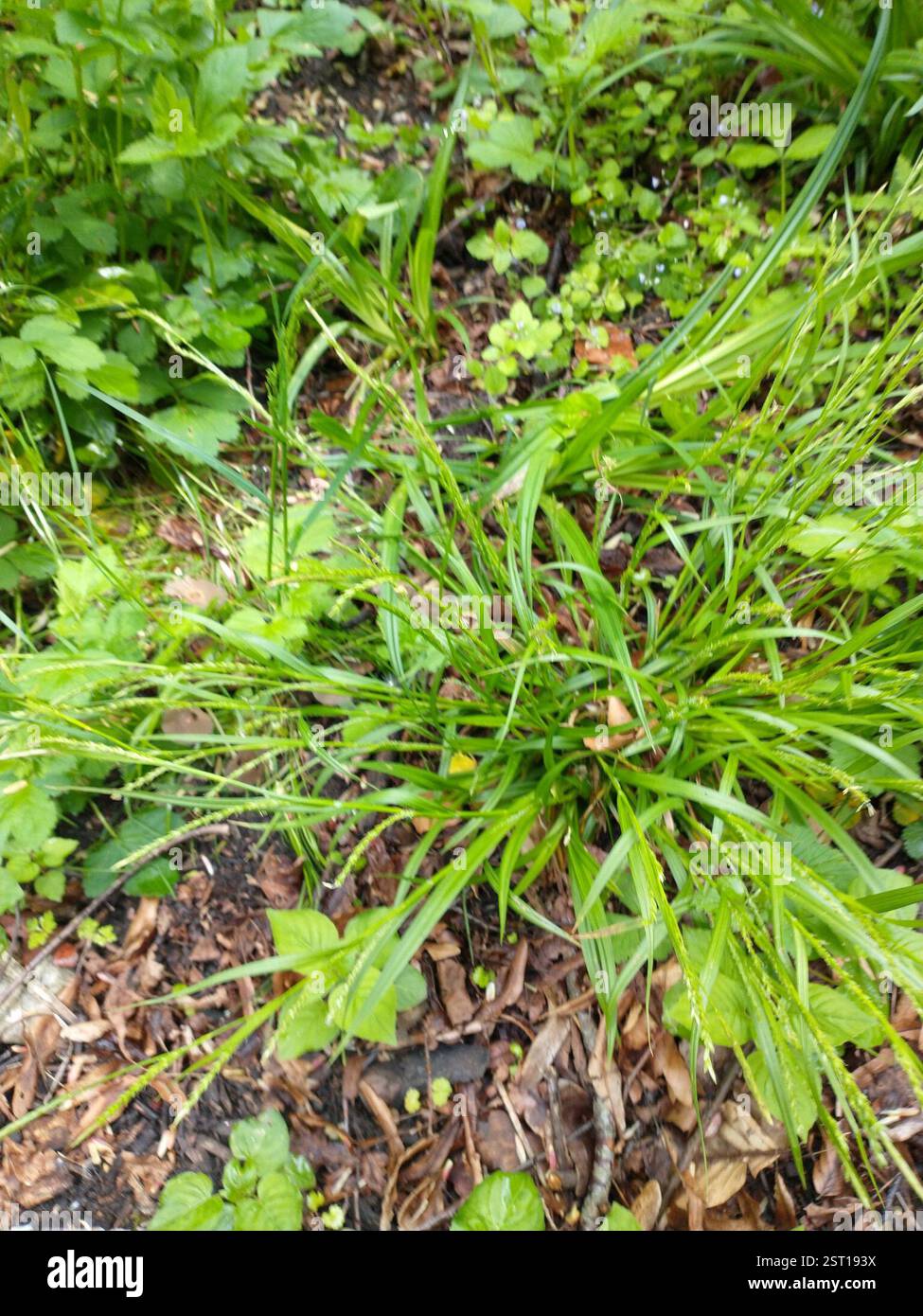 thin-spiked wood sedge (Carex strigosa), Plantae, Bath and North East ...