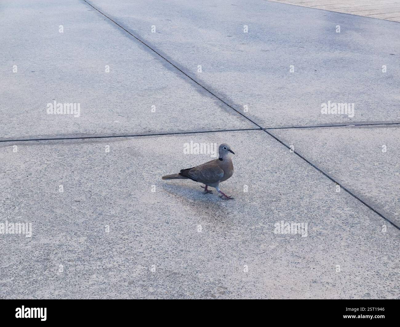 Aeropuerto la paloma hi-res stock photography and images - Alamy