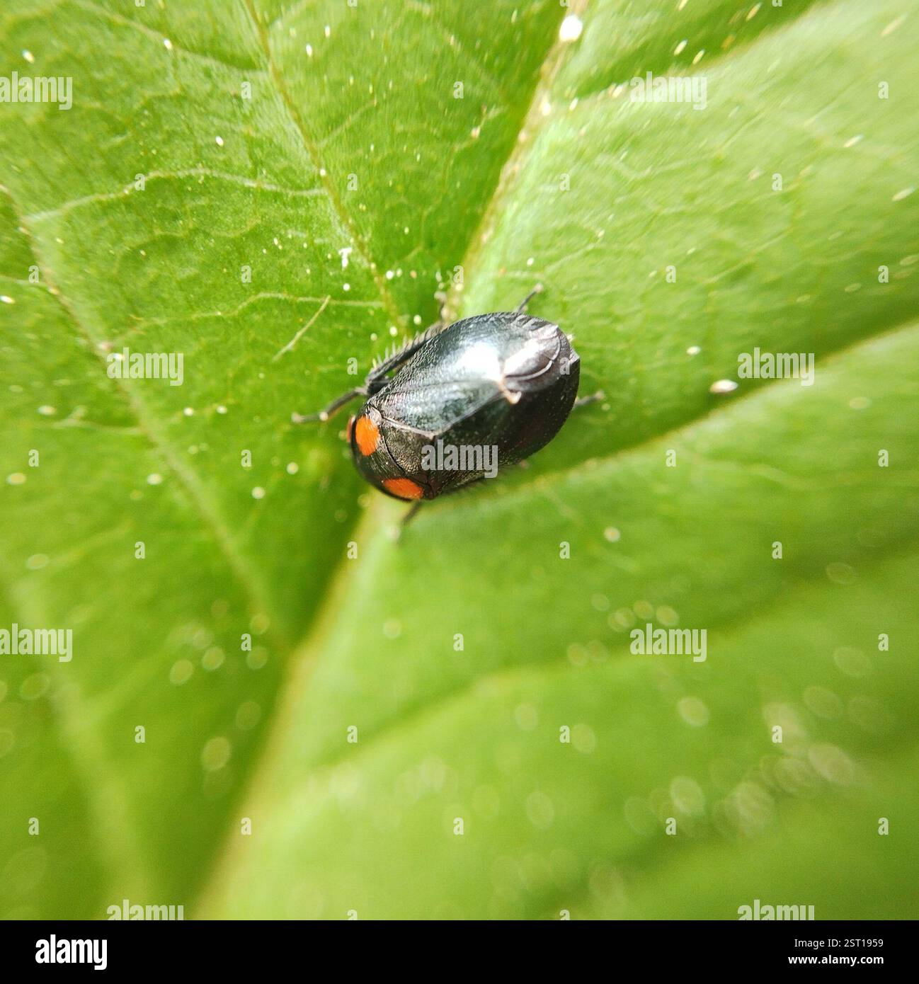 (Penthimia nigra), Insecta, Kosanin dol, Pancharevo, Bulgaria Stock ...