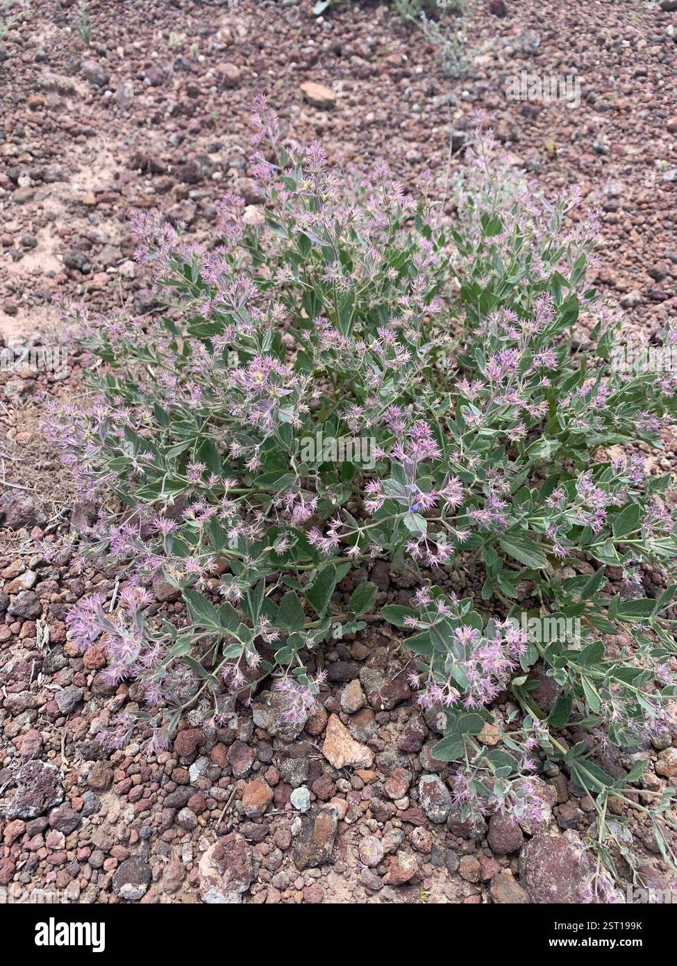 (Mentheae), Plantae, Kutoren Mh., Eregli, Konya, TR Stock Photo - Alamy