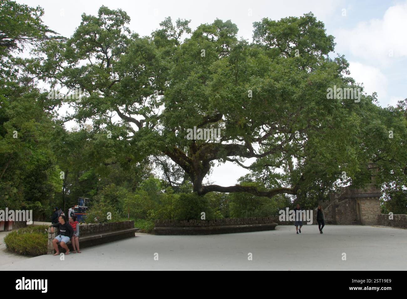 Grand Oak Tree, Sintra Portugal. Towering giant with sprawling branches ...