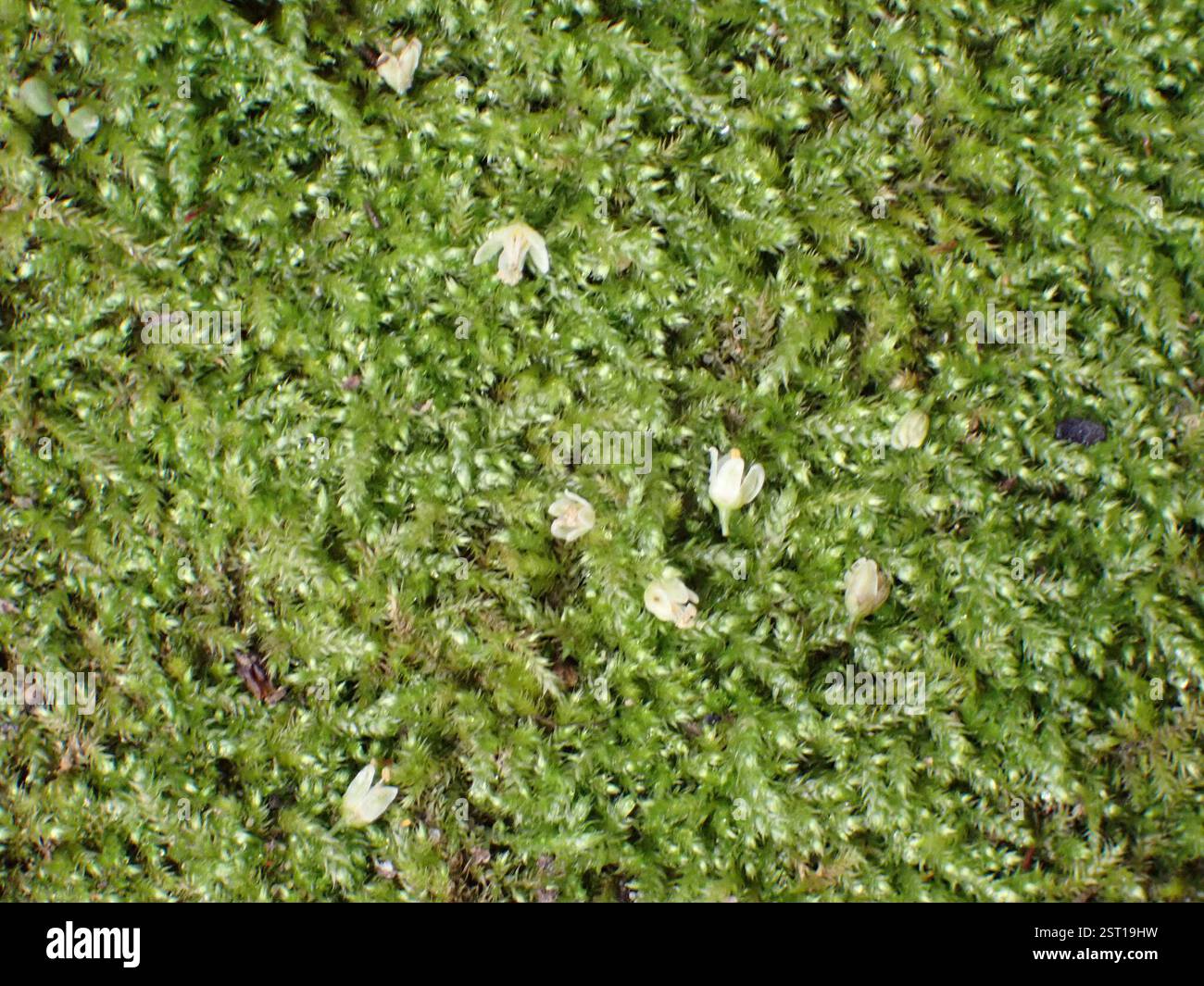 Prince-of-Wales Feather-moss (Leptodon smithii), Plantae ...