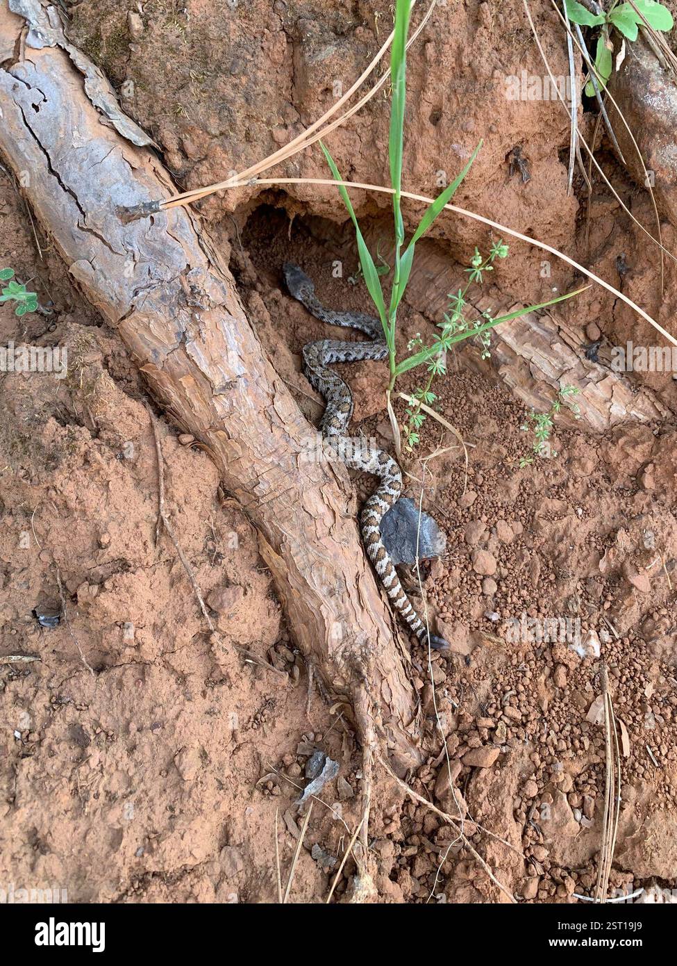 Northern Pacific Rattlesnake (Crotalus oreganus oreganus), Reptilia ...