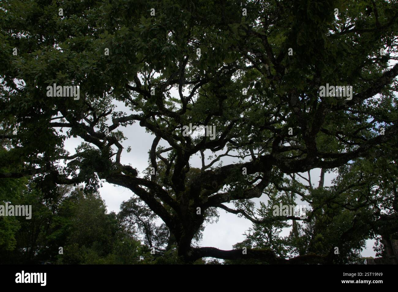 Grand Oak Tree, Sintra Portugal. Towering giant with sprawling branches ...