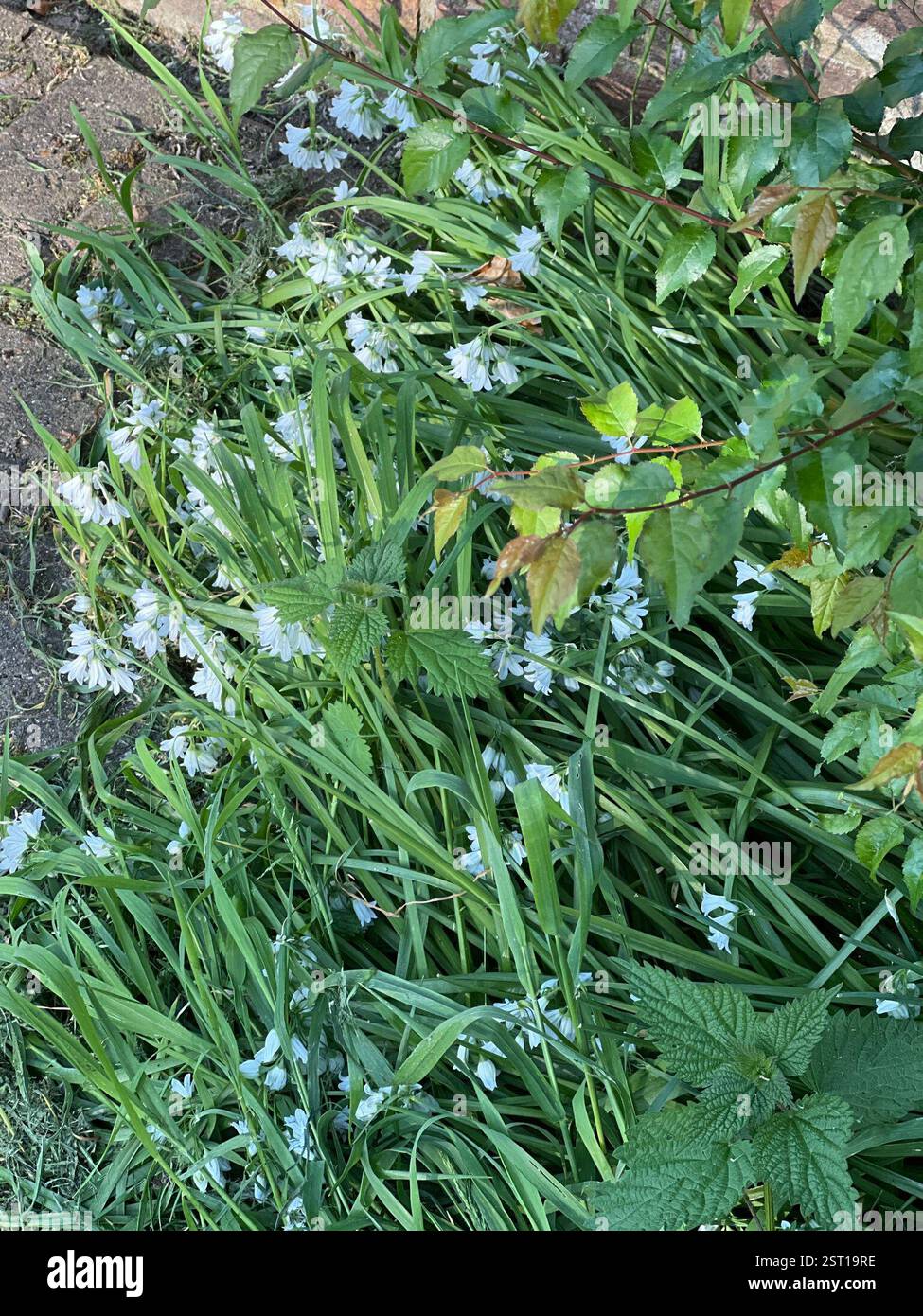 Three-cornered garlic (Allium triquetrum), Plantae, Bullwood Hall Lane ...