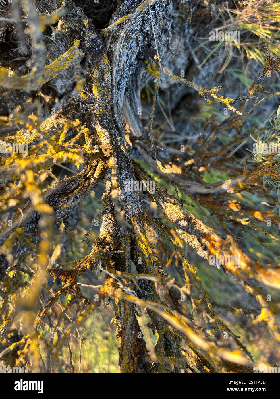 Scabland Sagebrush (Artemisia rigida), Plantae, Douglas County, WA, USA ...