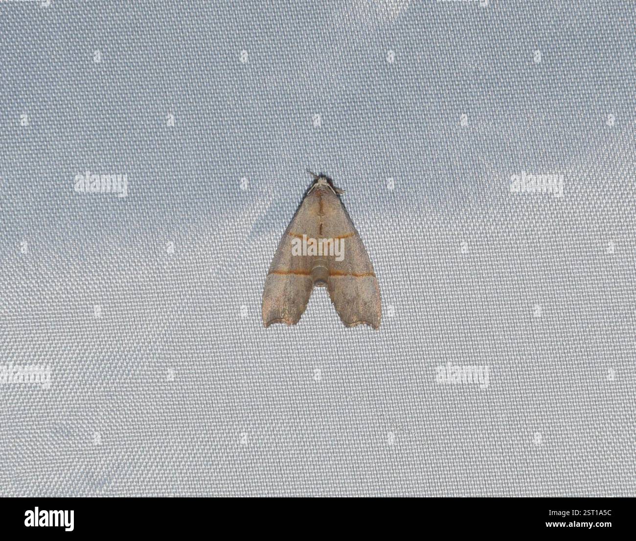 Opalina hi-res stock photography and images - Alamy