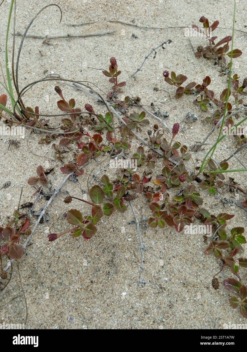turkey tangle frogfruit (Phyla nodiflora), Plantae, 27204 Departamento ...