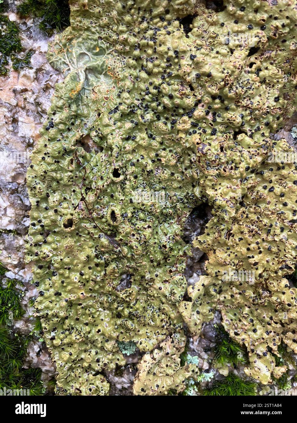 Common Toadskin Lichen (Lasallia papulosa), Fungi, Harold A. King Town ...