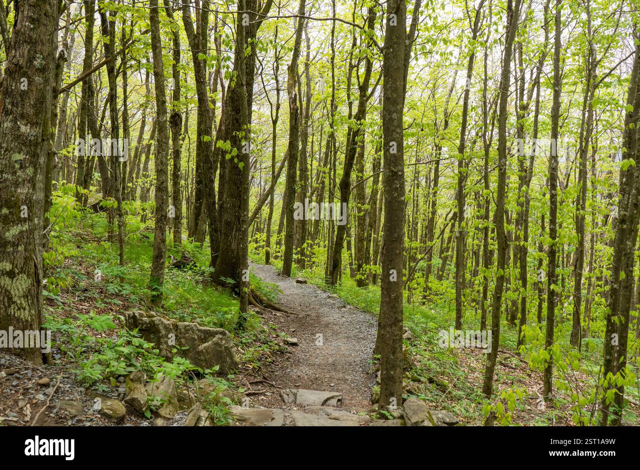 Springtime in the beech-maple forest along the Elk Knob Summit Trail in ...