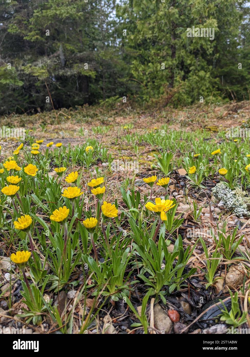 lakeside daisy (Tetraneuris herbacea), Plantae, Lake Huron, CA-ON, CA ...