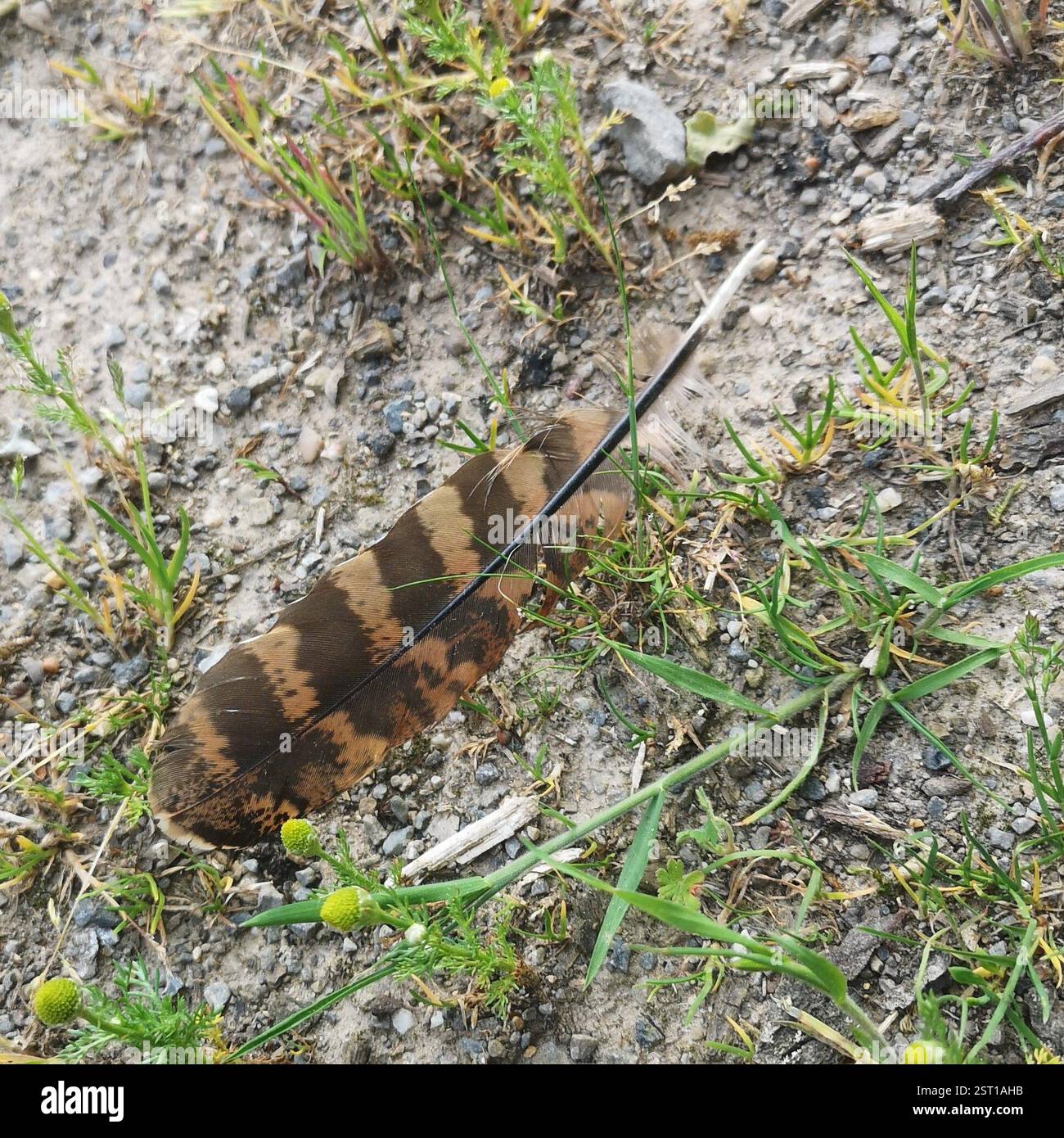 Reeves's Pheasant (Syrmaticus reevesii), Aves, Nordrhein-Westfalen, DE ...