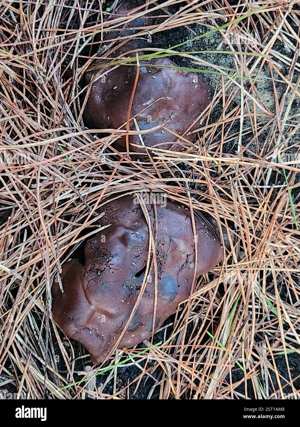 Doughnut Fungus (Rhizina undulata), Fungi, Woodend Beach Stock Photo ...