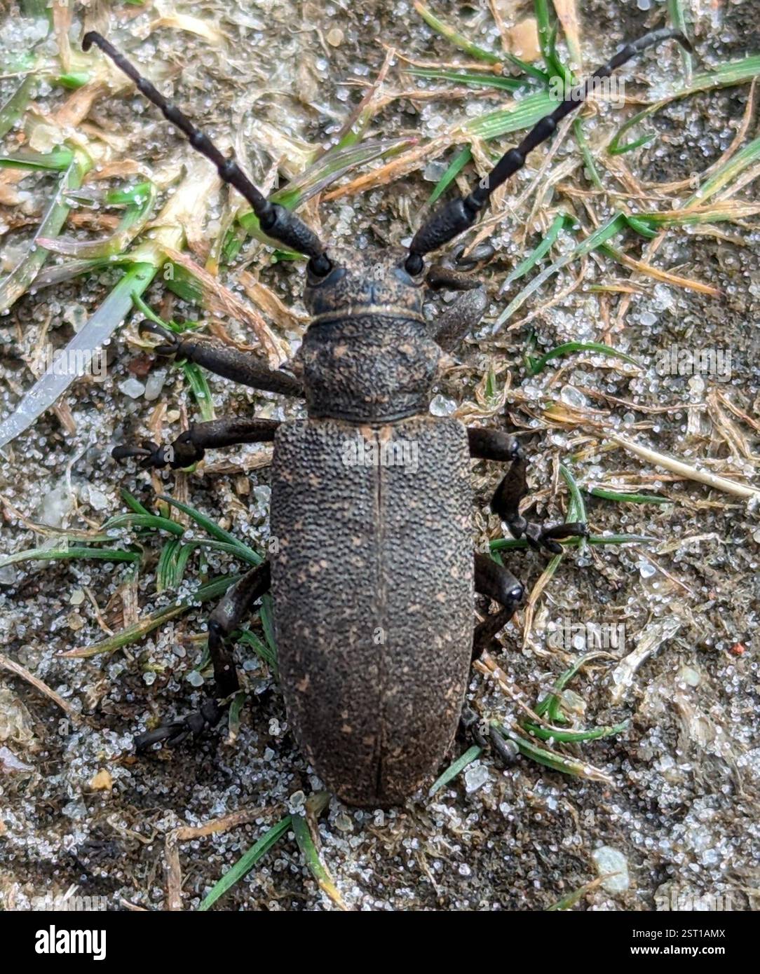 Weaver beetle (Lamia textor), Insecta, Blåvand, 6857 Blåvand, Danmark ...
