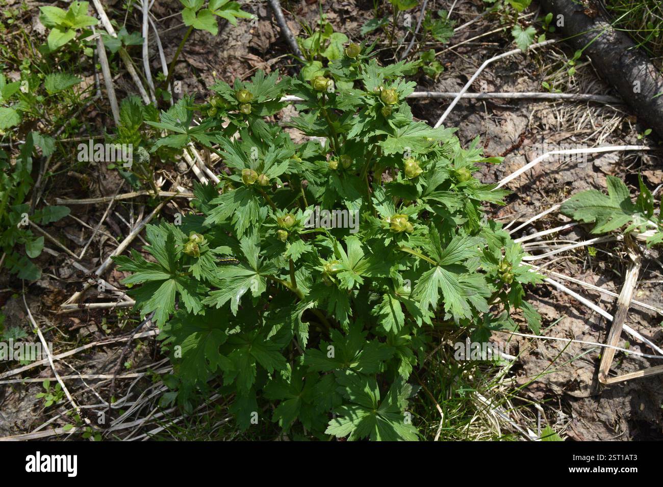 European Globeflower (Trollius europaeus), Plantae, Селивановский р-н ...