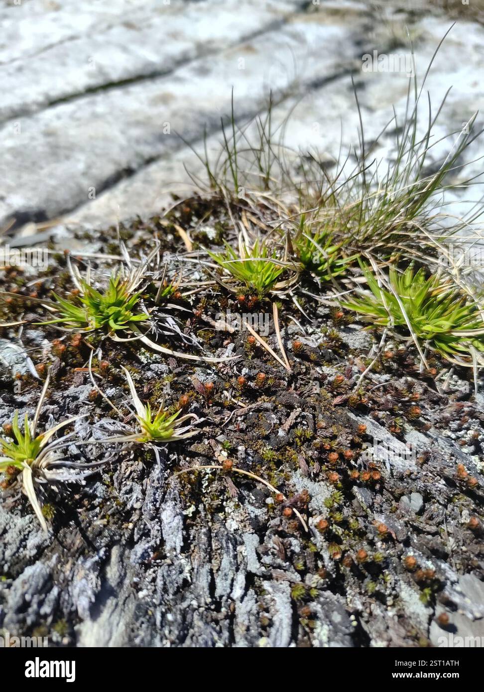Umbel-like Sedge (Carex tonsa rugosperma), Plantae, Saint-Simon-de ...