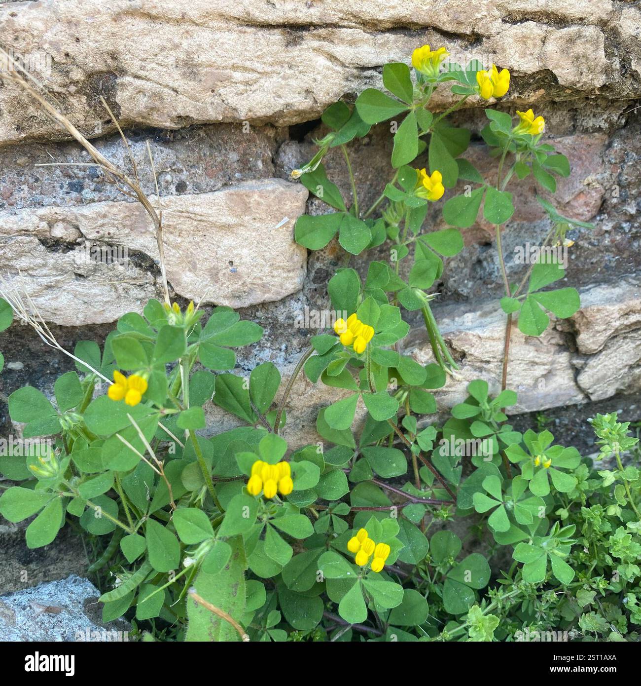 Southern Bird's-foot-trefoil (Lotus ornithopodioides), Plantae, Circus ...