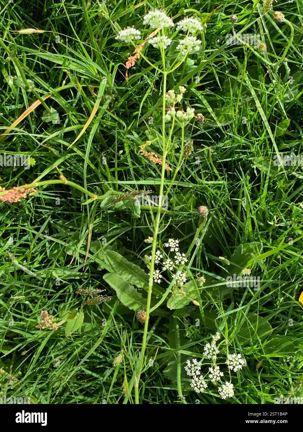 Pignut (Conopodium majus), Plantae, Biddestone, Chippenham, England, GB ...