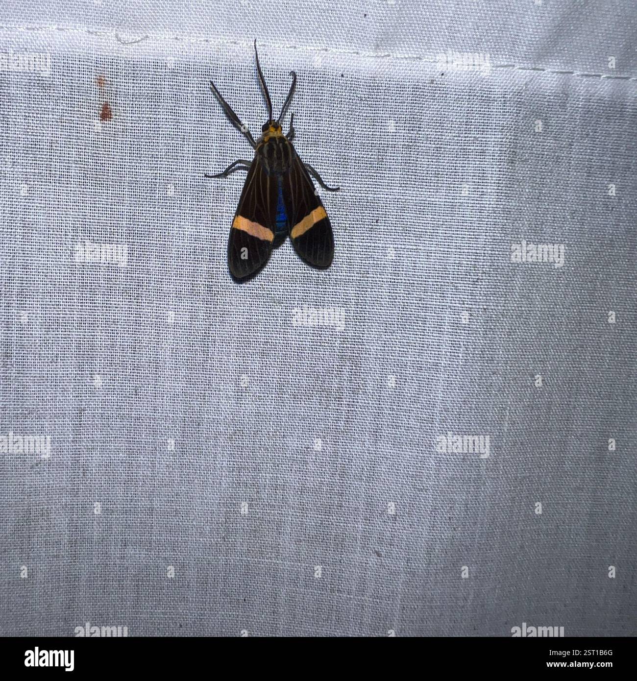 Aclytia hi-res stock photography and images - Alamy