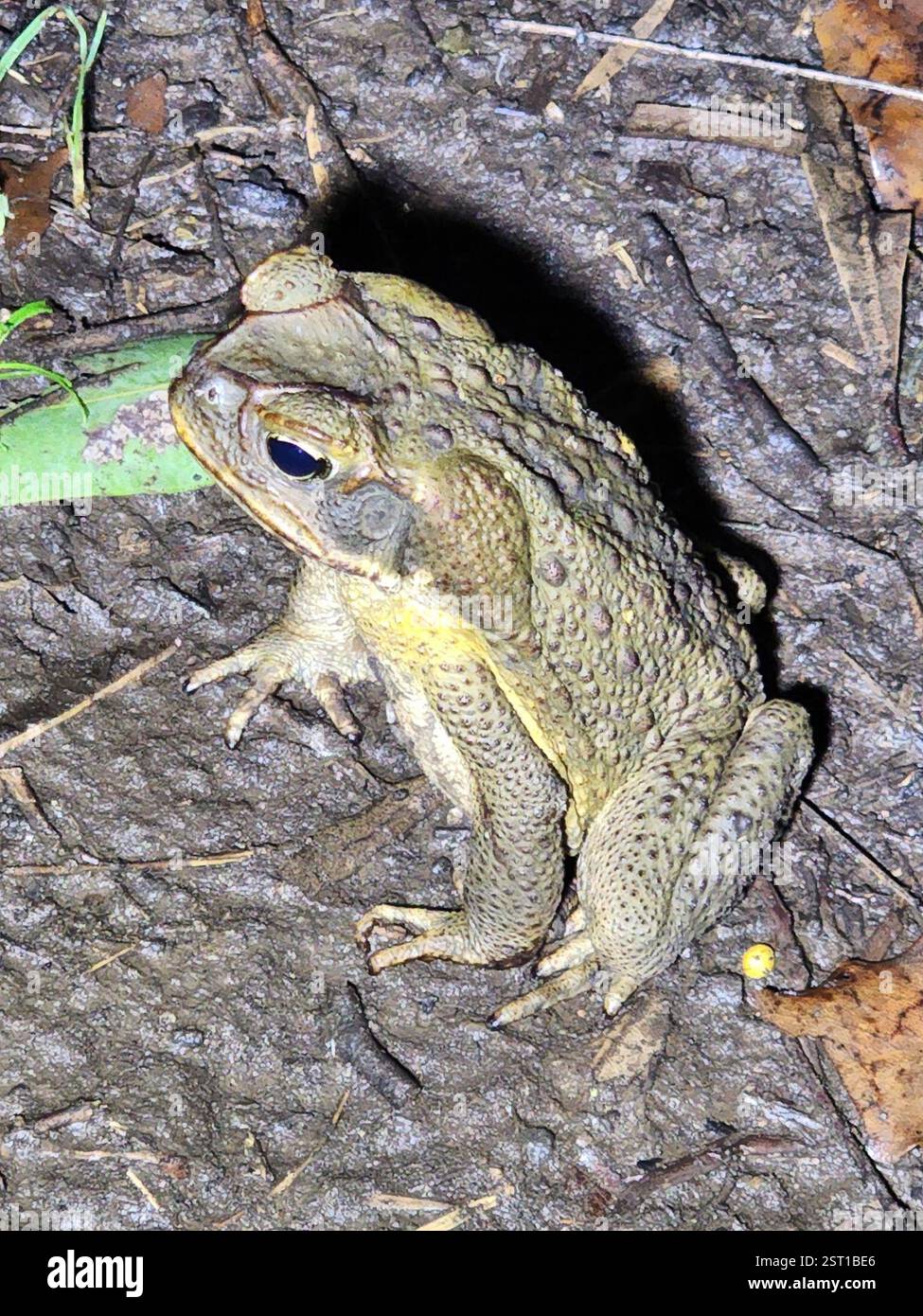 Cane toad road hi-res stock photography and images - Alamy