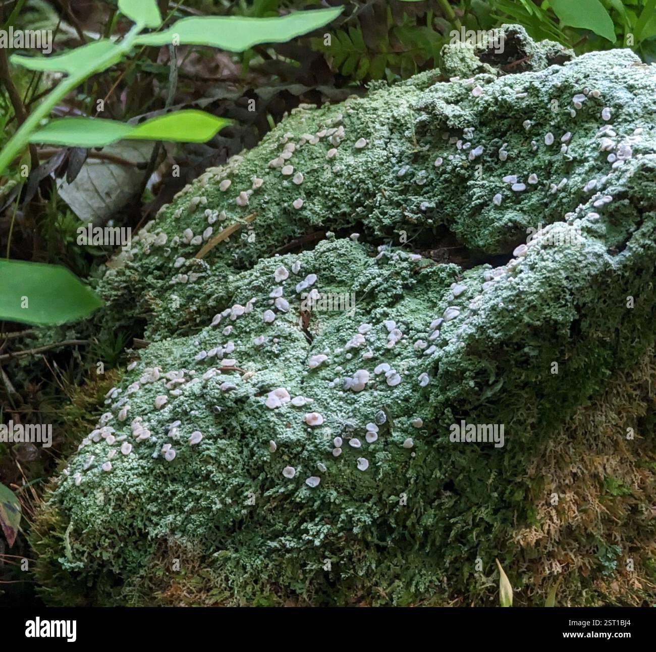 Candy Lichen (Icmadophila ericetorum), Fungi, Vancouver, BC V6S, Canada ...