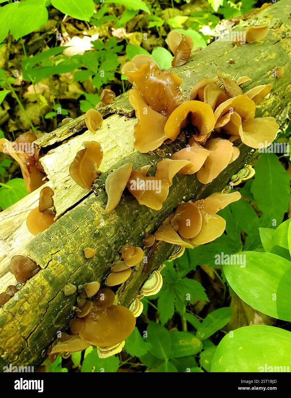 Jelly Tree Ear (Auricularia americana), Fungi, Lexington, KY 40515, USA ...