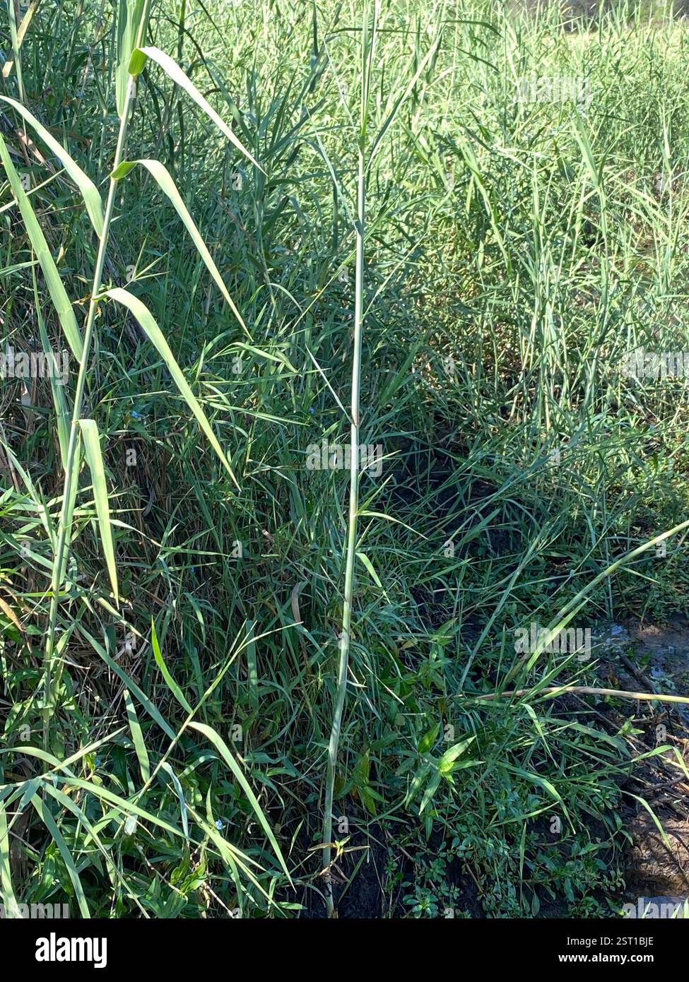 African Reed (Phragmites mauritianus), Plantae, Nylsvley Nature Reserve ...
