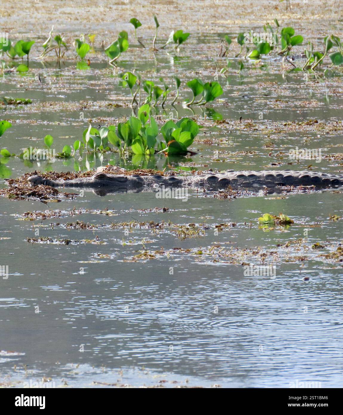 American Crocodile (Crocodylus acutus), Reptilia, Panama, Crocodile ...