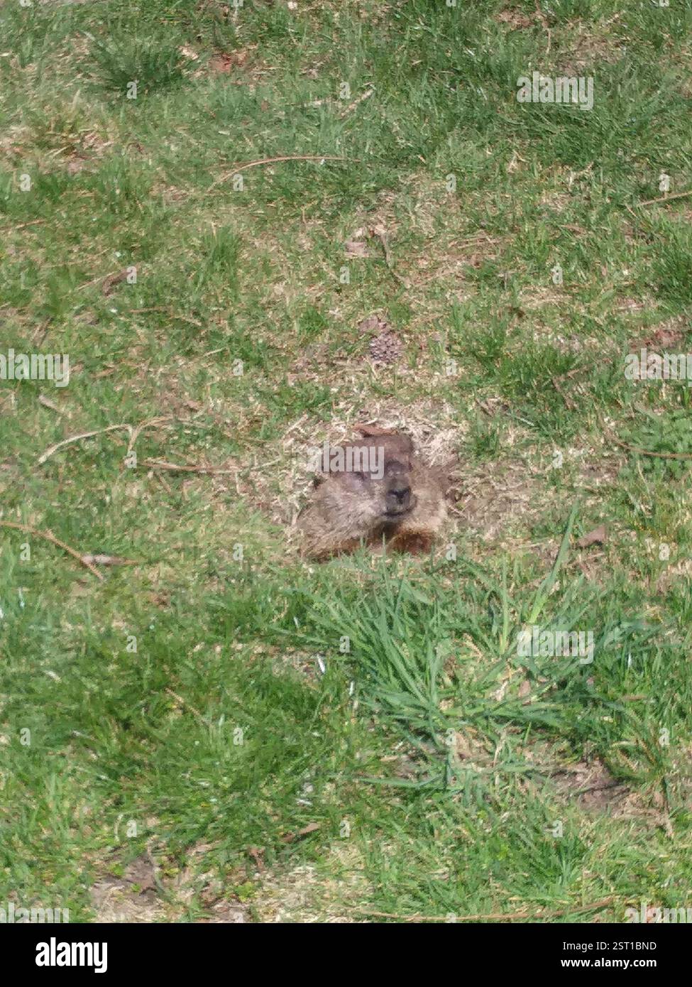 Groundhog (Marmota monax), Mammalia, Baker Hall, Amherst, MA 01003, USA ...