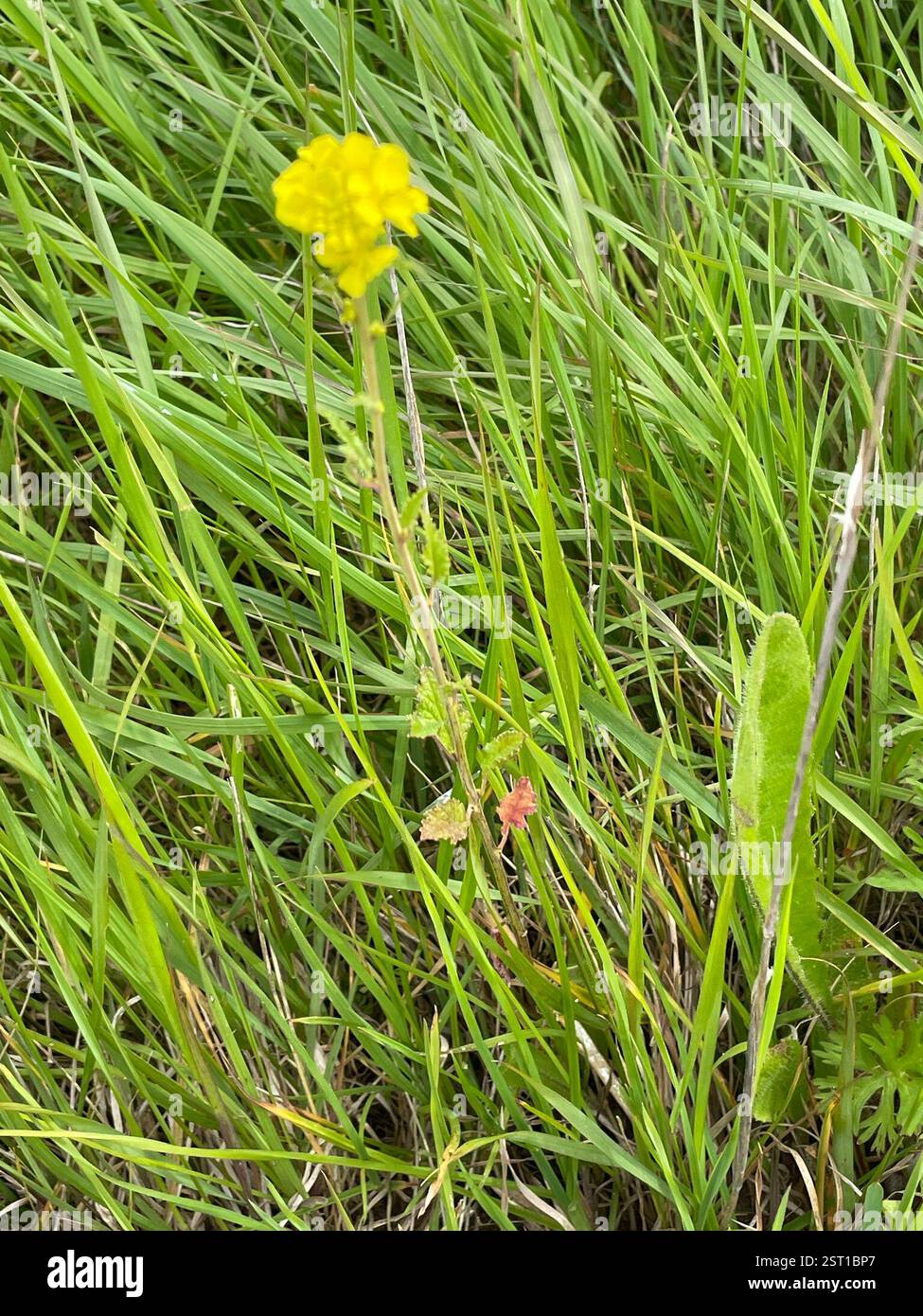 charlock (Mutarda arvensis), Plantae, Canewdon, Rochford, England, GB ...
