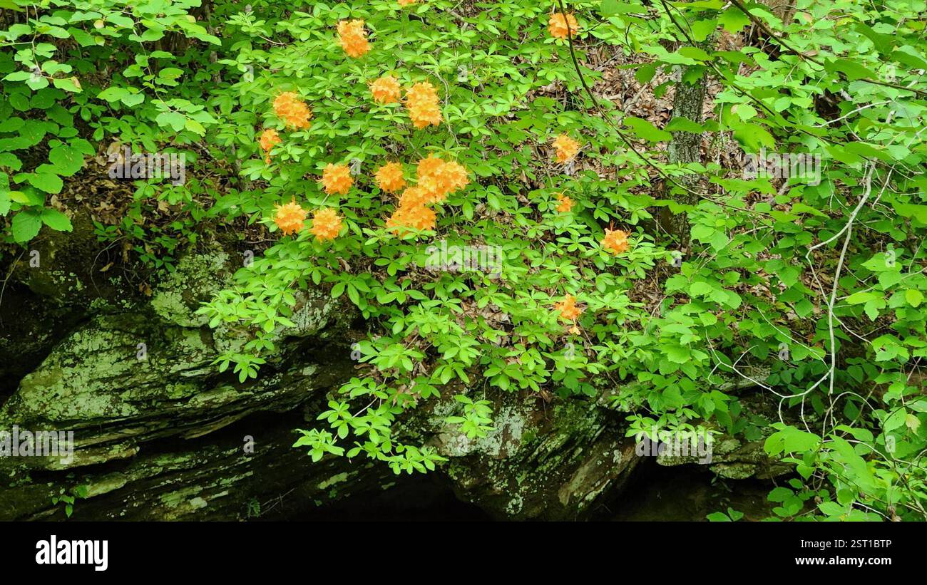 Flame Azalea (Rhododendron calendulaceum), Plantae, Hillsville, VA ...