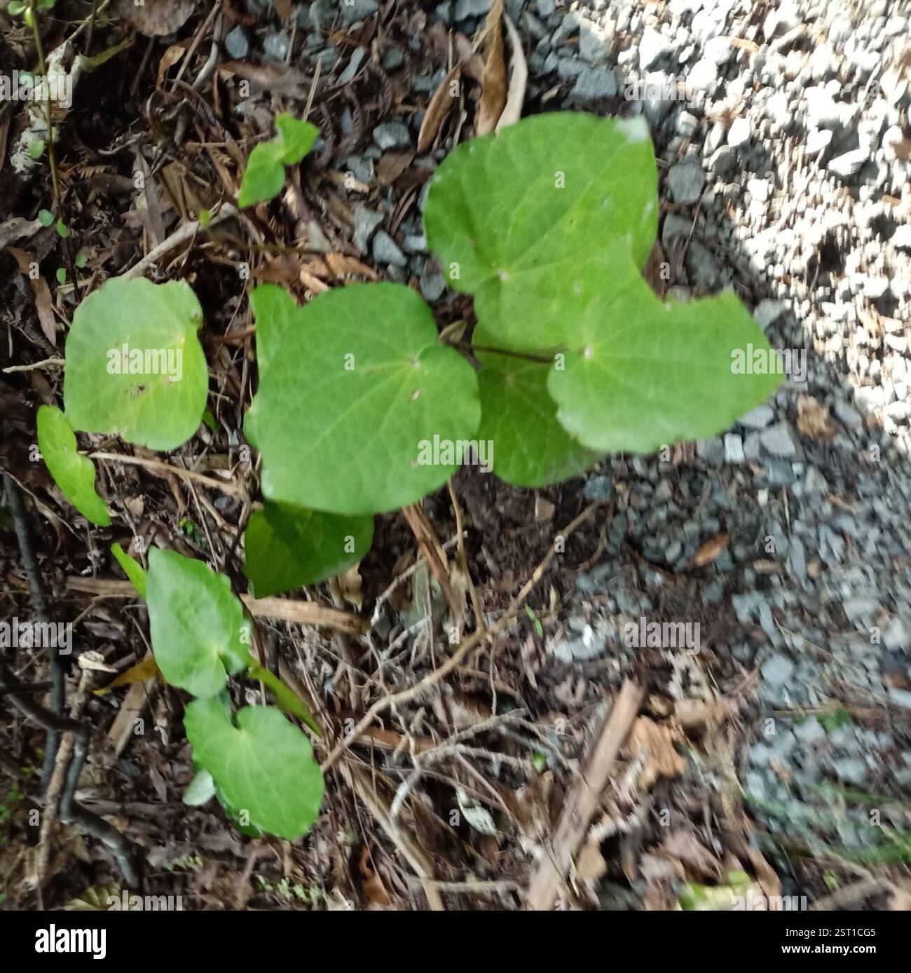 Kawakawa (Piper excelsum), Plantae, Maungaraki Stock Photo - Alamy