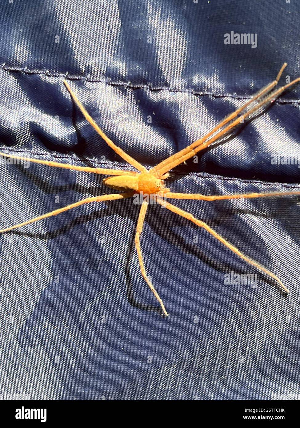 American Nursery Web Spider (Pisaurina mira), Arachnida, Upper Schooner ...