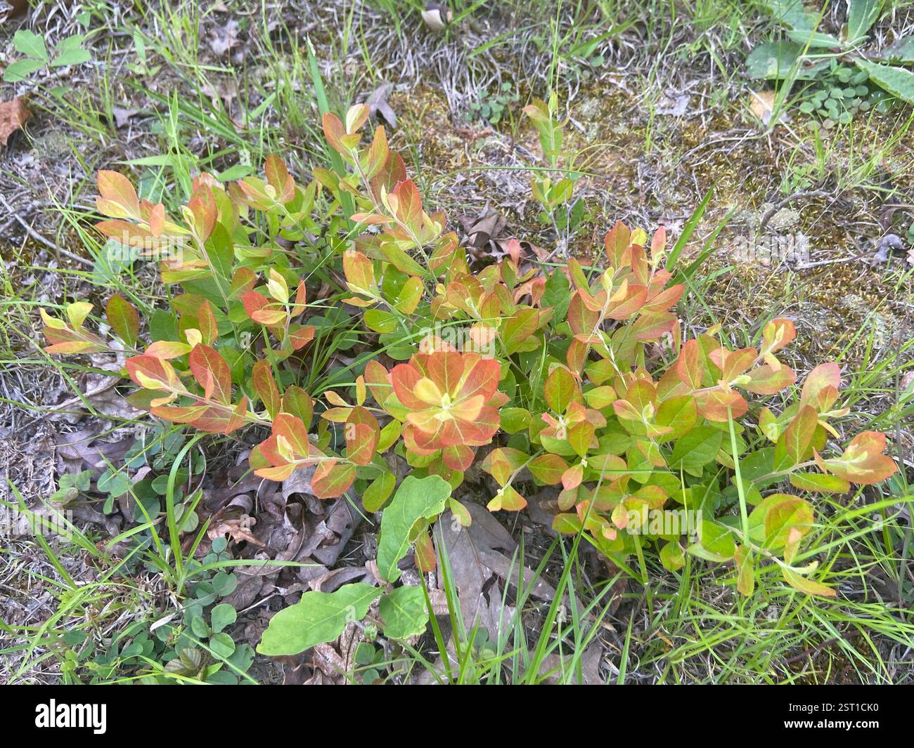 Southern Dwarf Blueberry (Vaccinium tenellum), Plantae, Uwharrie ...