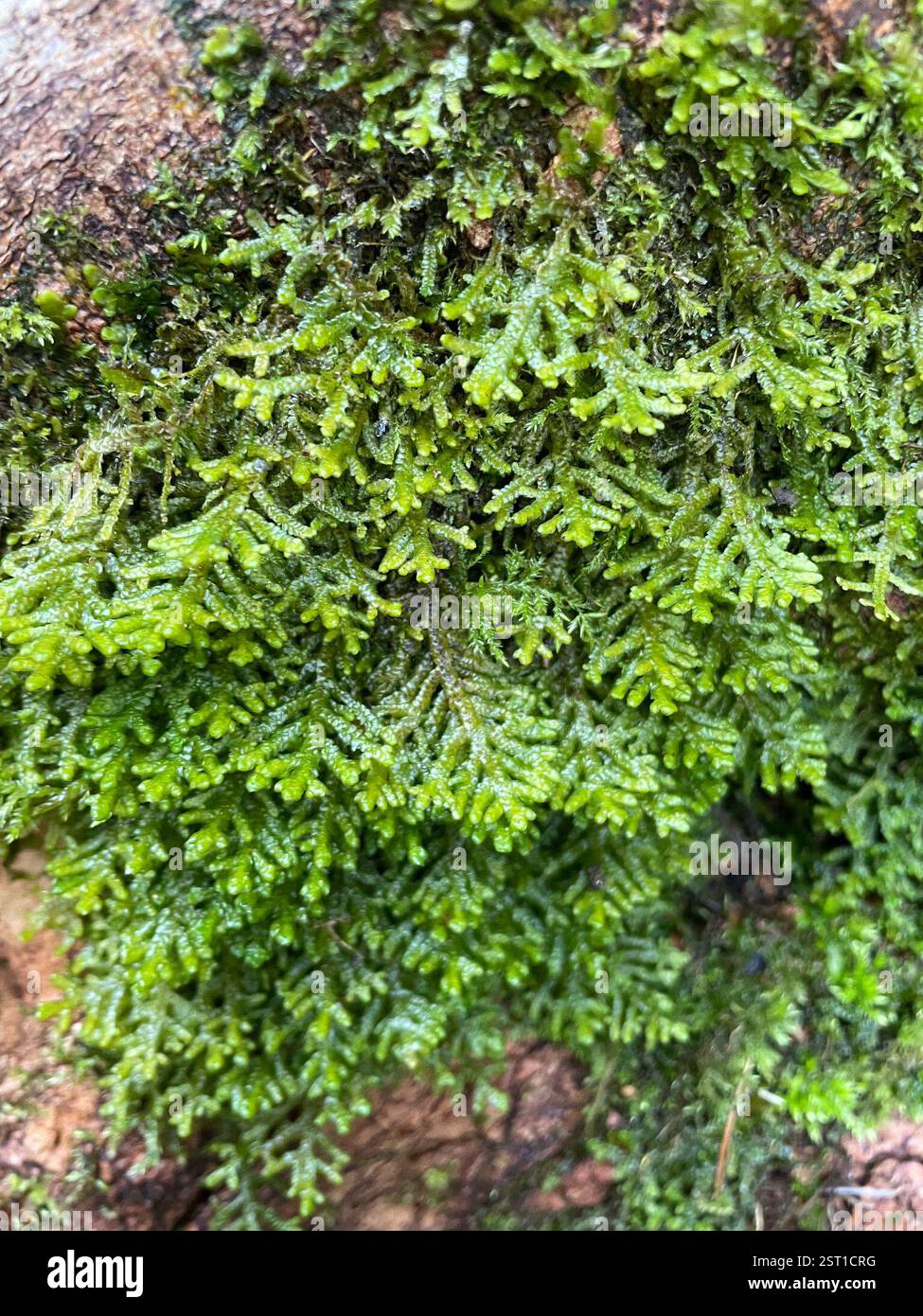 leafy liverworts (Jungermanniidae), Plantae, A827, Aberfeldy, Scotland ...