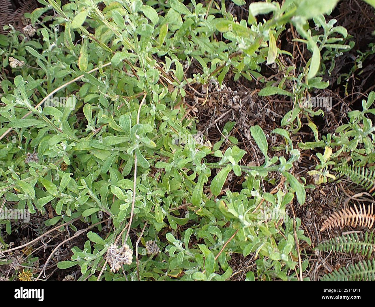 Kooigoed Everlasting (Helichrysum odoratissimum), Plantae ...