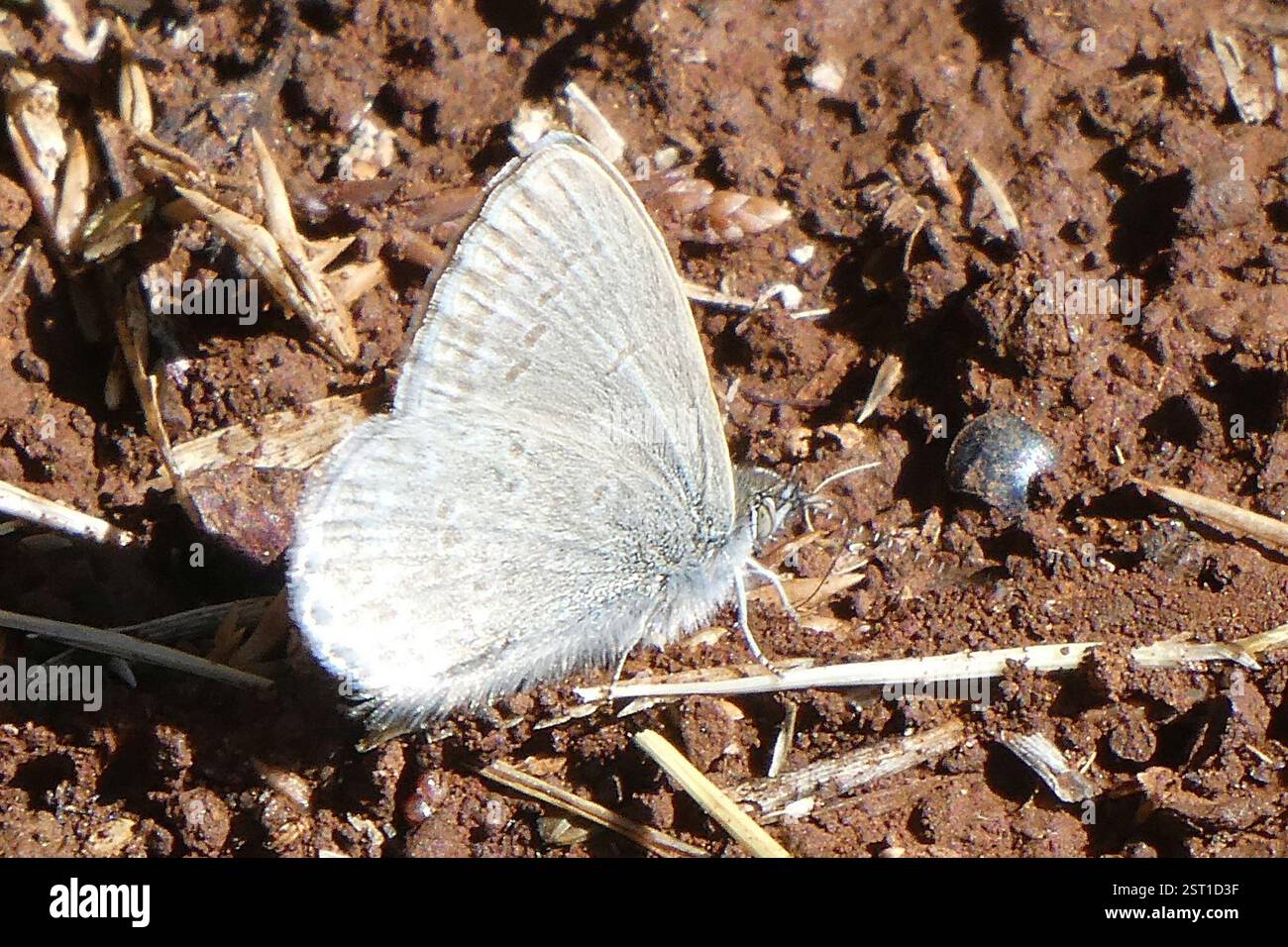 Common Grass-blue (Zizina otis labradus), Insecta, Southbrook QLD 4363 ...