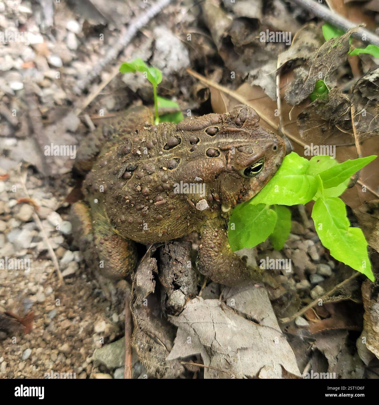 American Toad (Anaxyrus americanus), Amphibia, Concord Township, OH ...