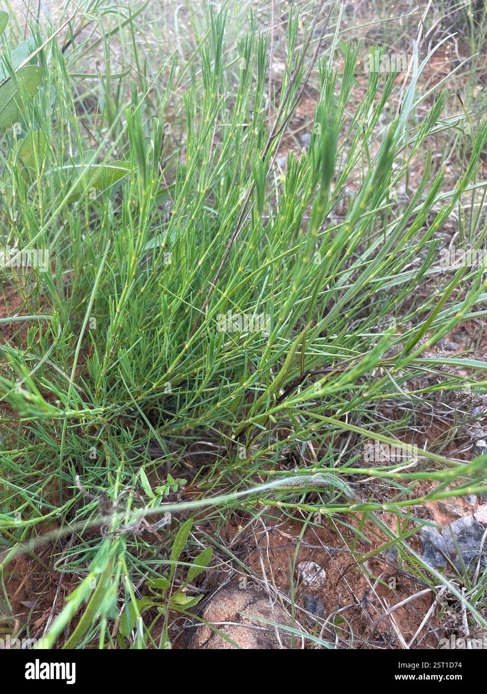 Whitlow-wort (Paronychia virginica), Plantae, Alabama, US Stock Photo ...