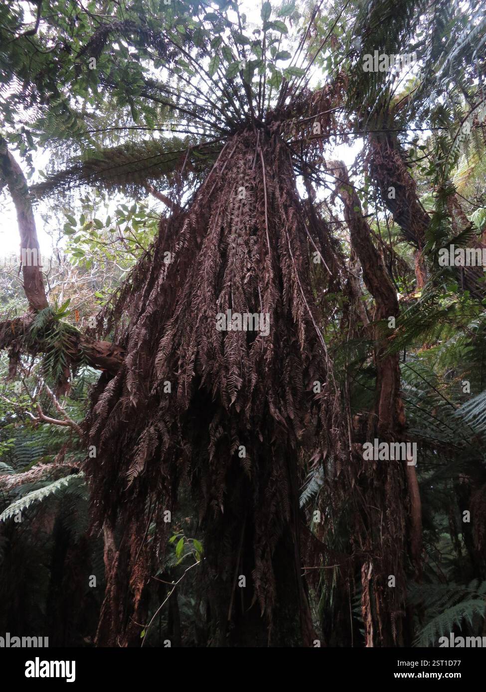 golden tree fern (Dicksonia fibrosa), Plantae, Tahakopa Bay Stock Photo ...