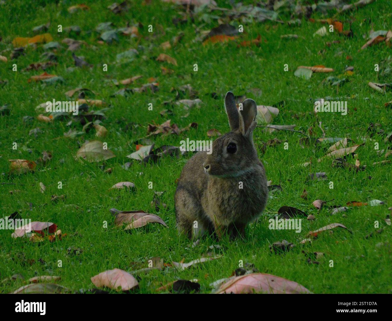 European Rabbit (Oryctolagus cuniculus), Mammalia, Hamilton Lake ...