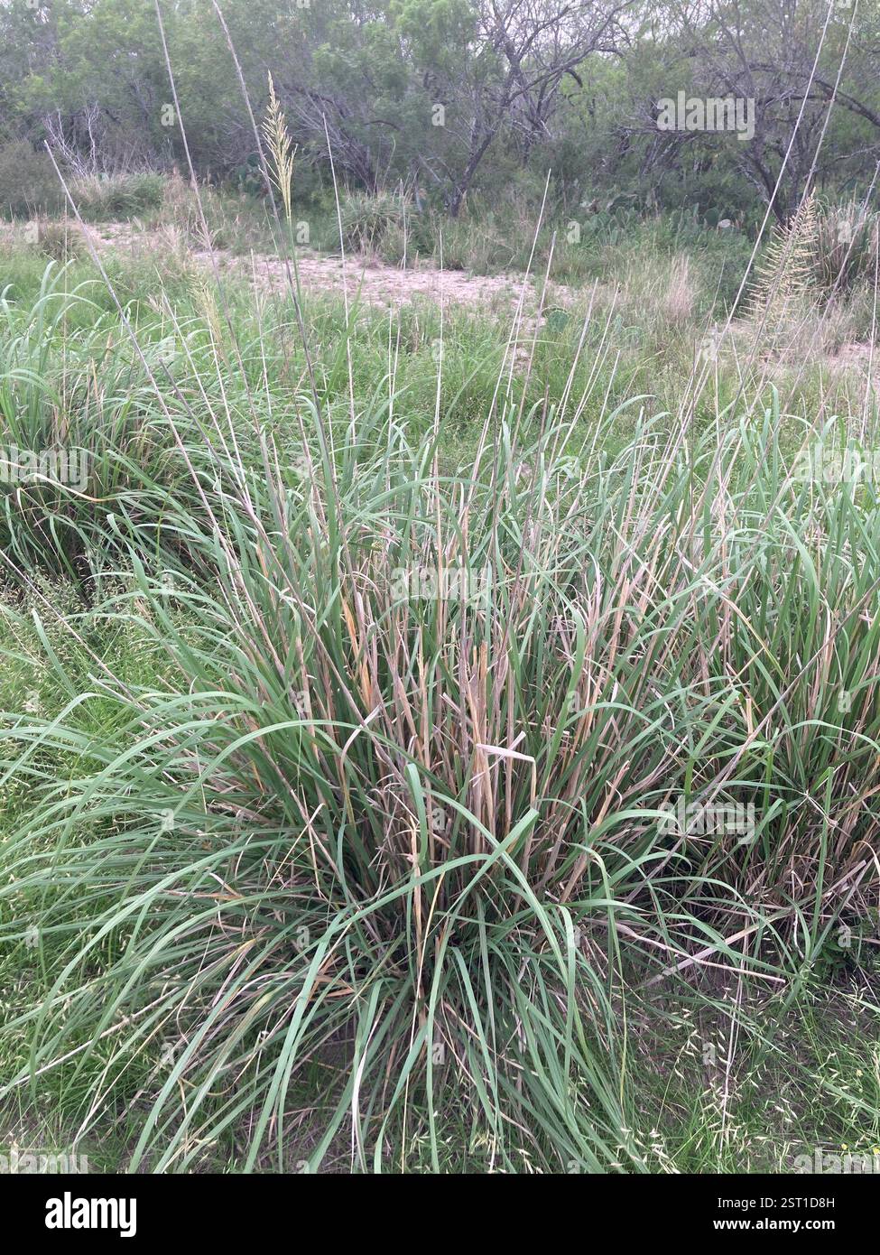 big sacaton (Sporobolus wrightii), Plantae, Texas, US Stock Photo - Alamy