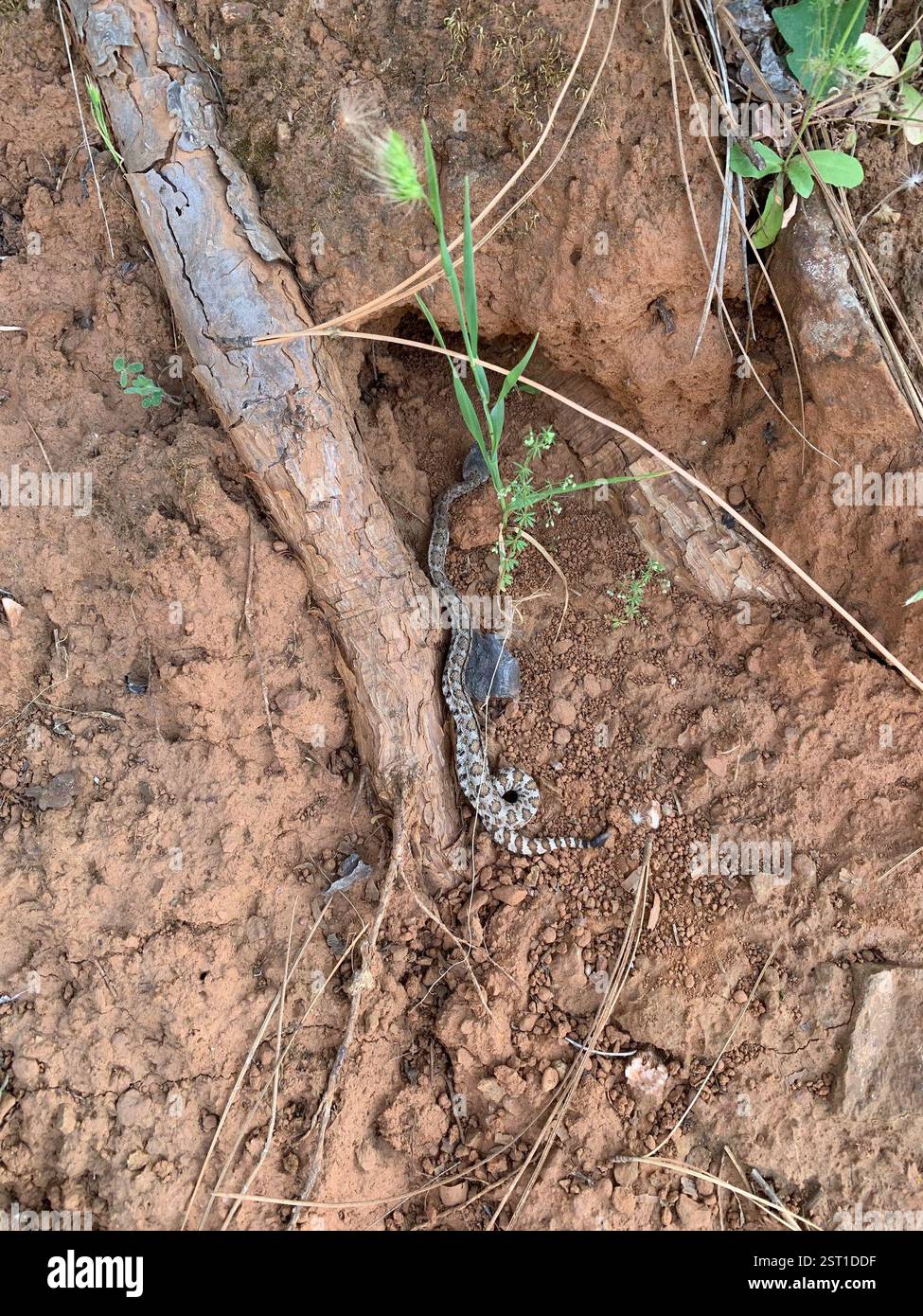 Baby rattlesnake hi-res stock photography and images - Alamy