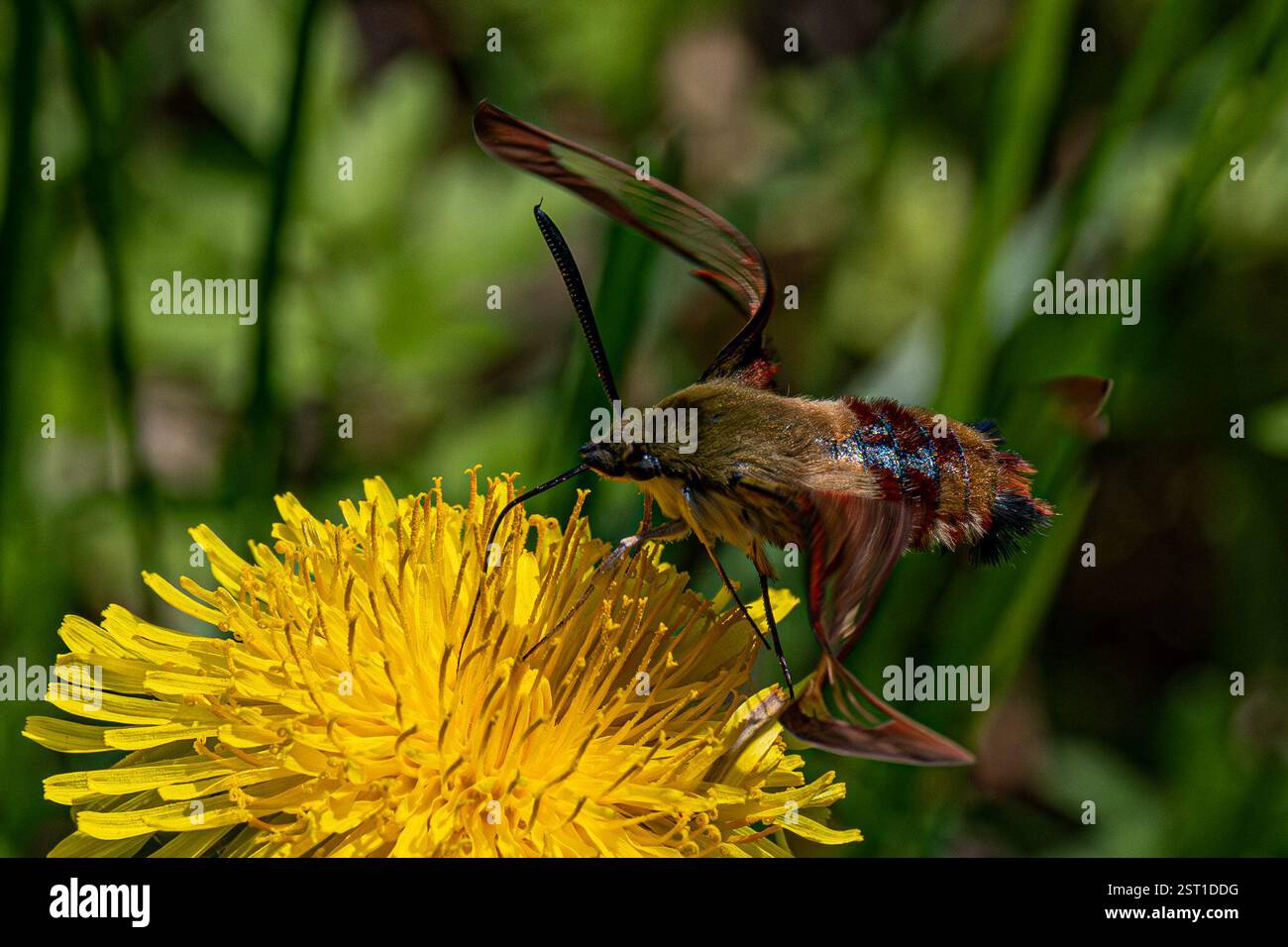 Hummingbird Clearwing (Hemaris thysbe), Insecta, Robert Frost Trail ...