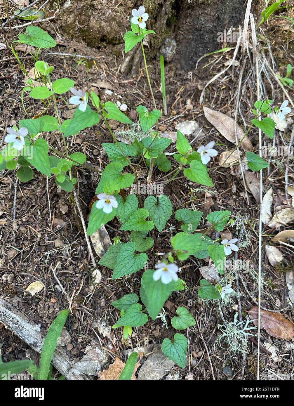 western heart's ease (Viola ocellata), Plantae, Monte Bello Open Space ...