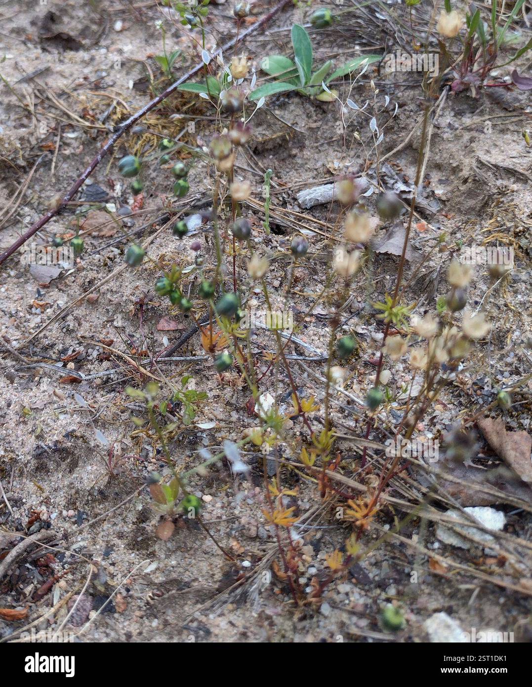 Pearlwort Spurrey (Spergula morisonii), Plantae, Dąbrowa, Gdynia ...