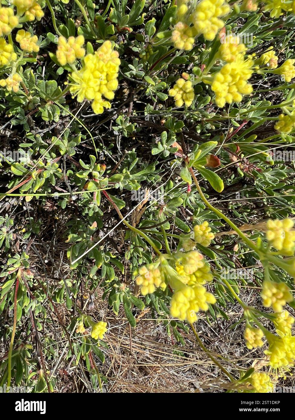 rock buckwheat (Eriogonum sphaerocephalum), Plantae, South Richland ...