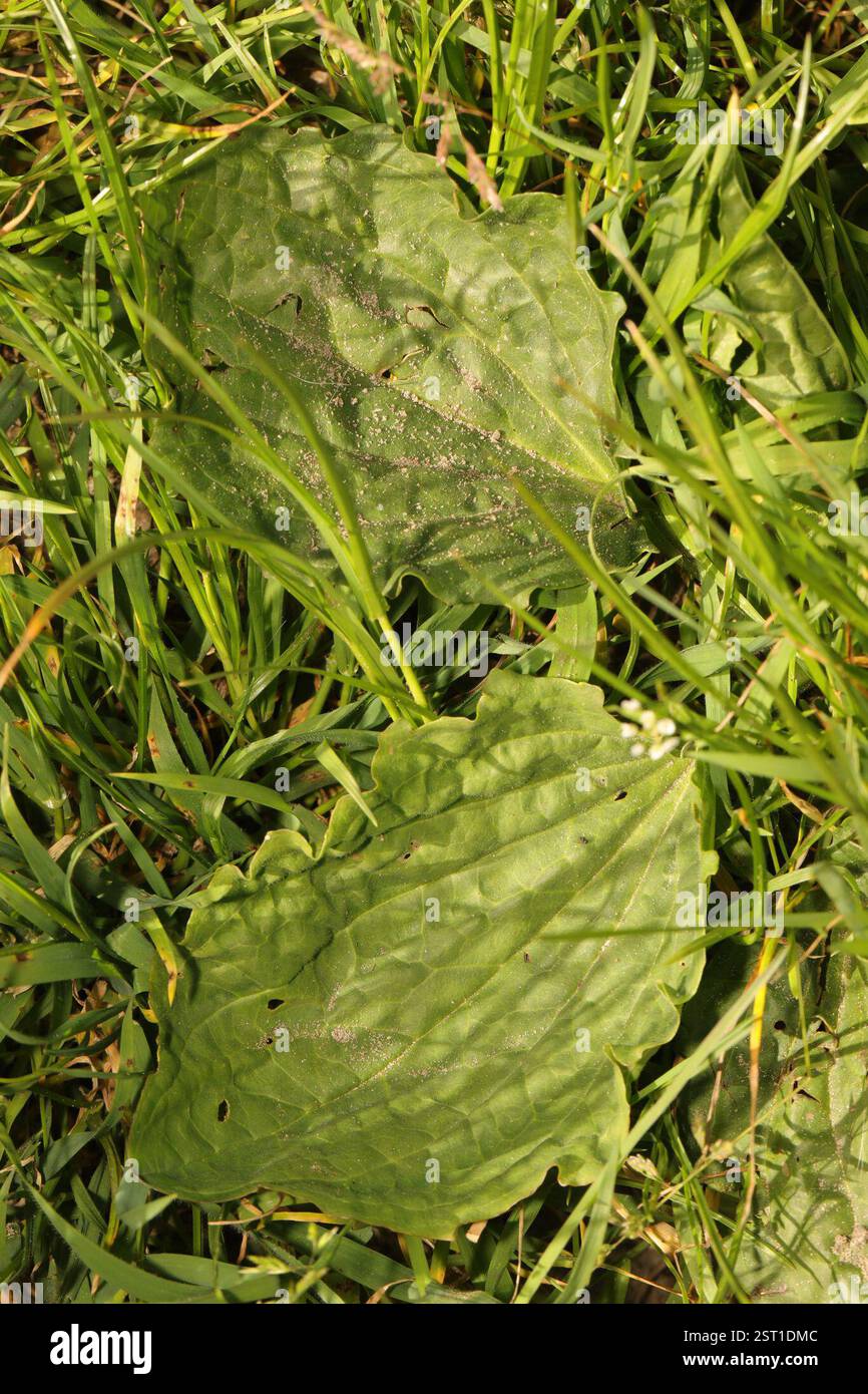 greater plantain (Plantago major), Plantae, Penrhos Beach area, Penrhos ...