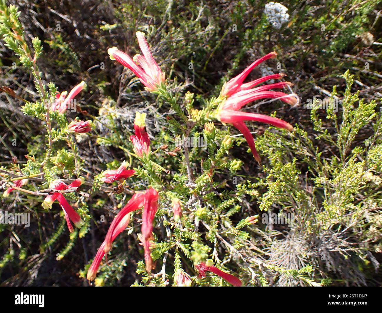 Twotone Heath (Erica versicolor), Plantae, Grootvadersbosch area Garden ...