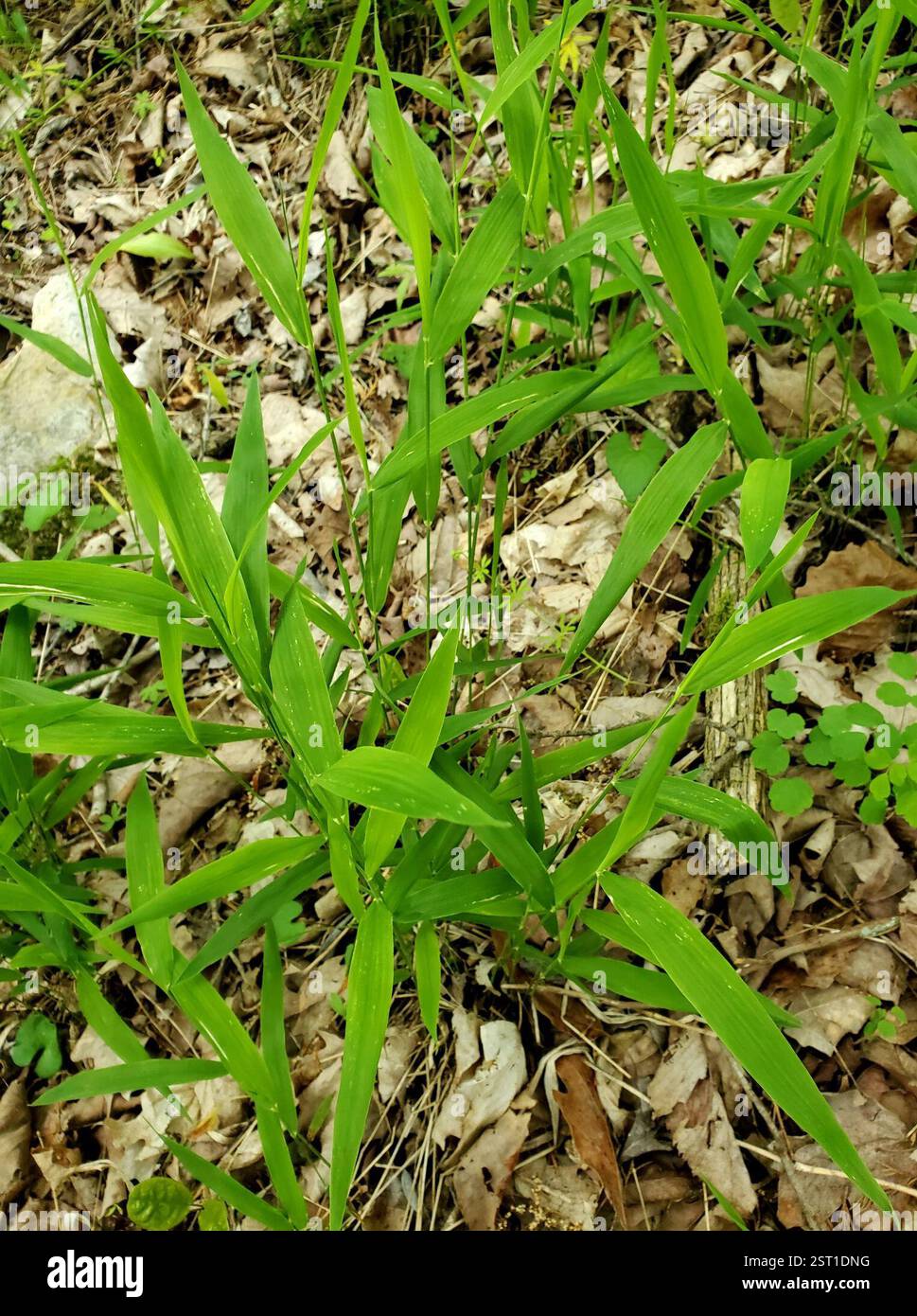 Long-awned Wood Grass (Brachyelytrum erectum), Plantae, Lexington, KY ...